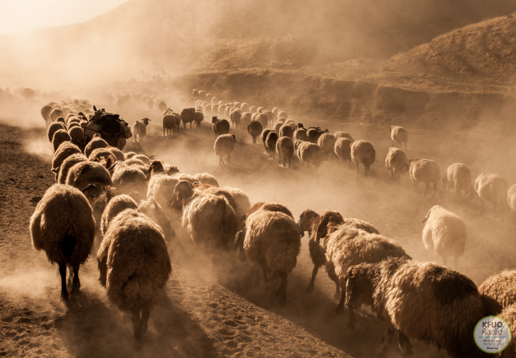 Wrestling With the Basics - The Truth about Sheep - KFUO Radio