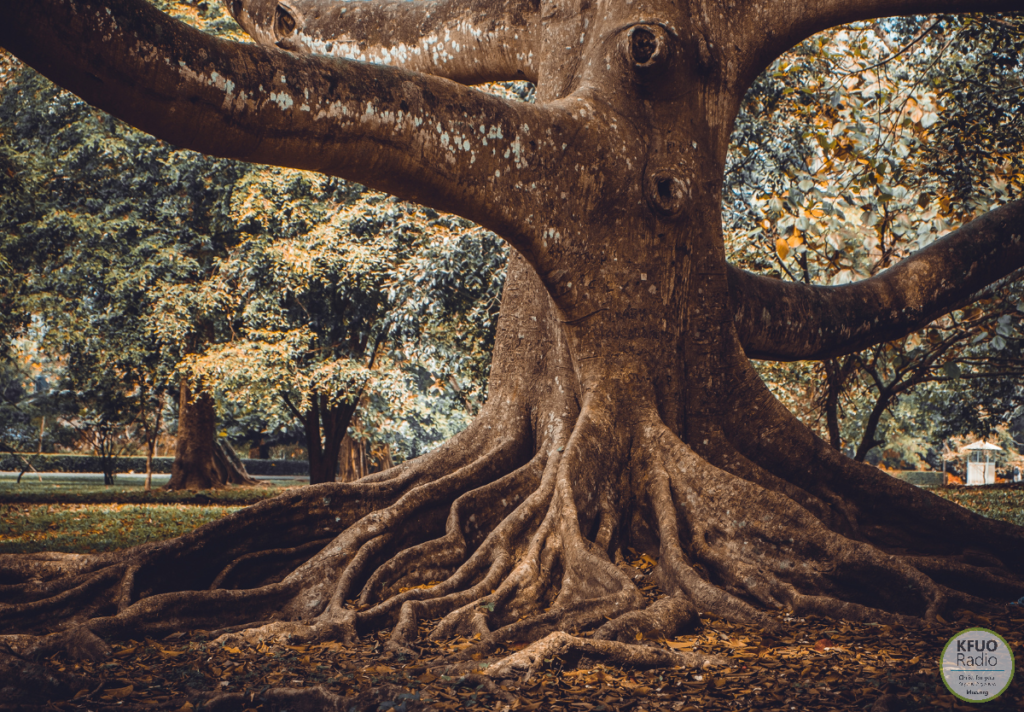 Thy Strong Word — Daniel 4:1-37: Nebuchadnezzar's Dream: The Tree ...