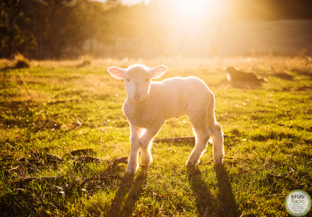 Sharper Iron — Come Lord Jesus! The Lamb’s Song of Victory - KFUO Radio