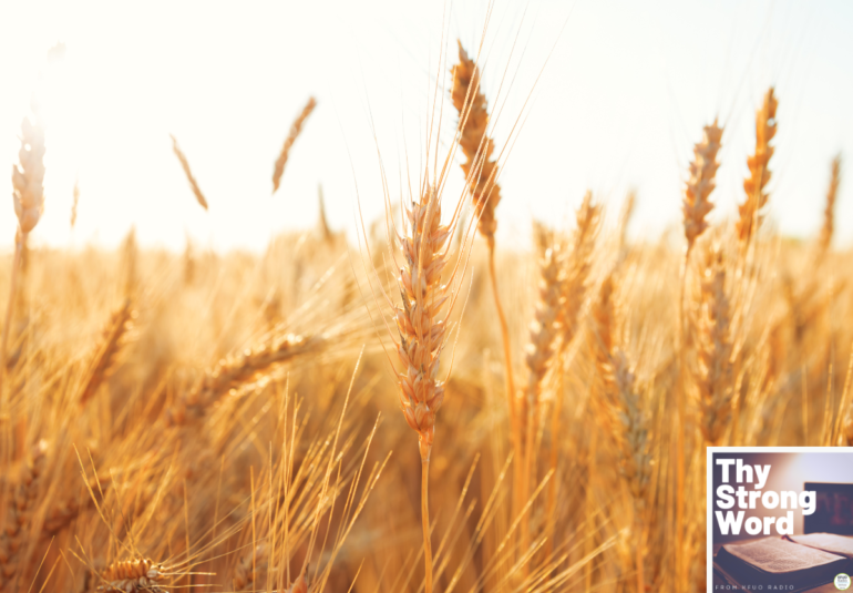 Thy Strong Word — Genesis 41:37-57: Joseph, Lord of the Harvest - KFUO ...