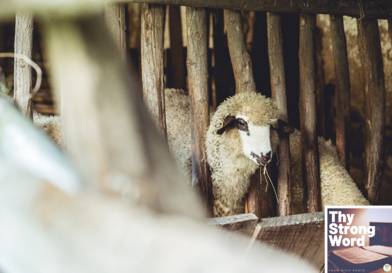 Thy Strong Word — Zechariah 10 & 11: Shepherd of the Doomed - KFUO Radio
